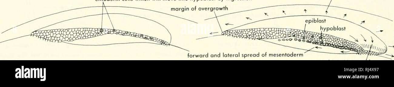 Hensens hi-res stock photography and images - Alamy