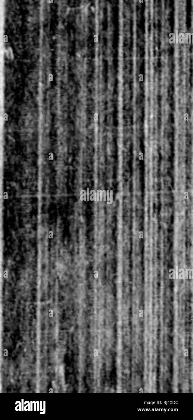 Creolin hi-res stock photography and images - Alamy