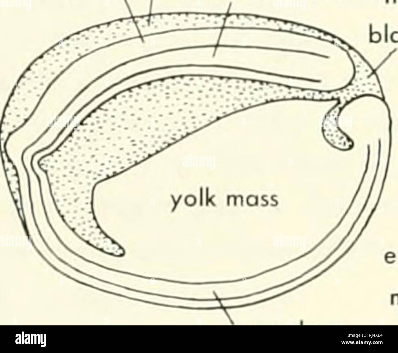 Neurula Stage In Starfish Clipart