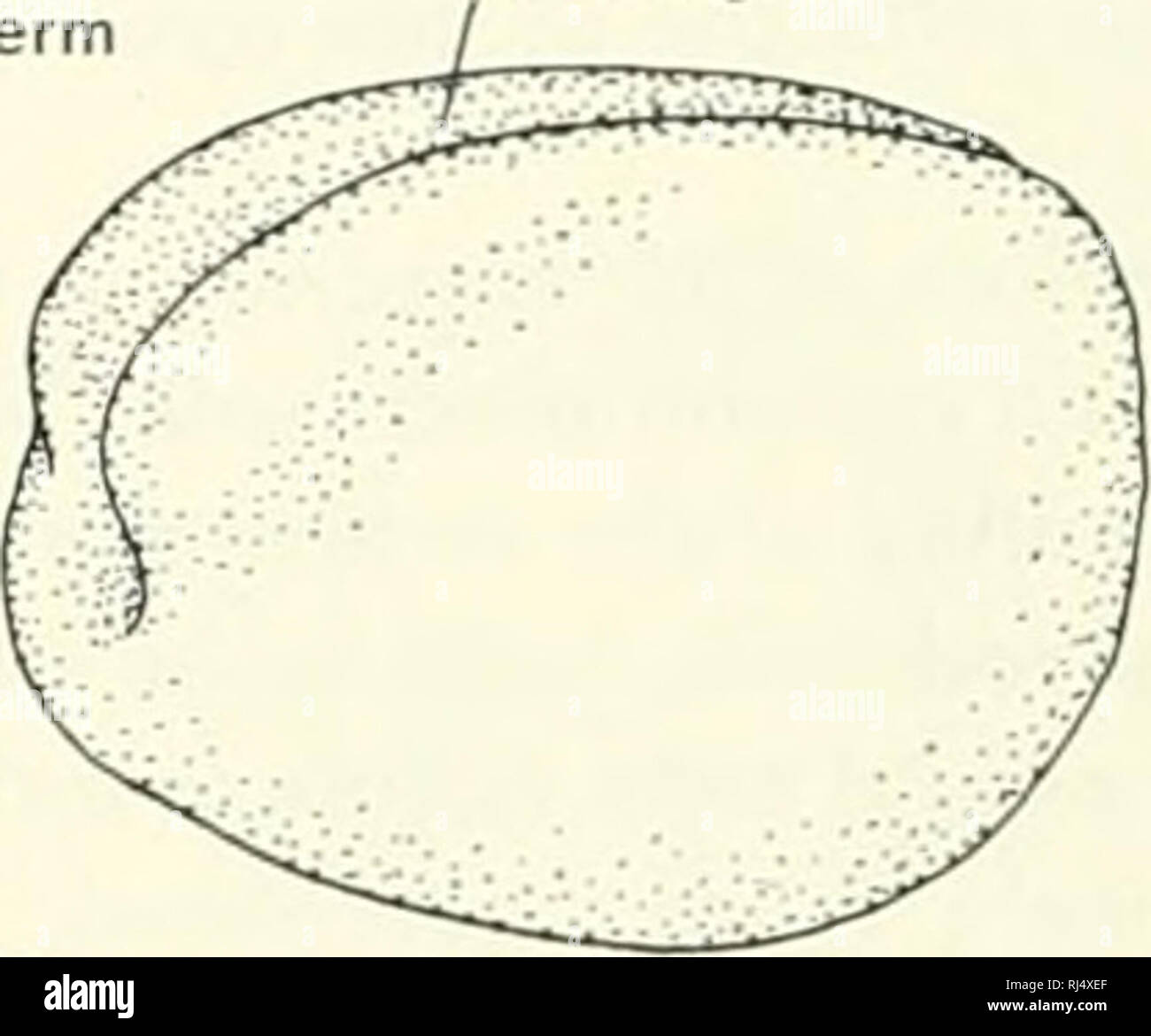 Neurula hi-res stock photography and images - Alamy