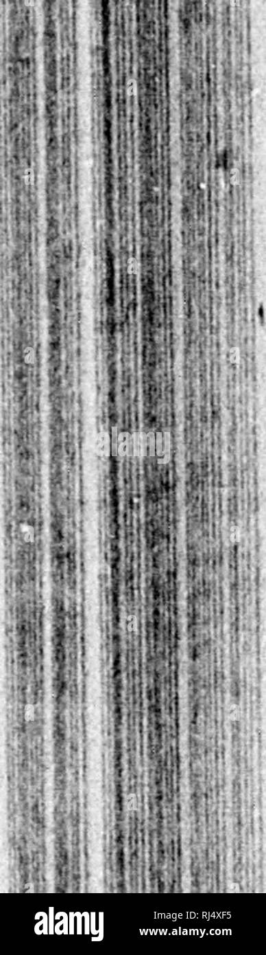 Testicles cut hi-res stock photography and images - Alamy