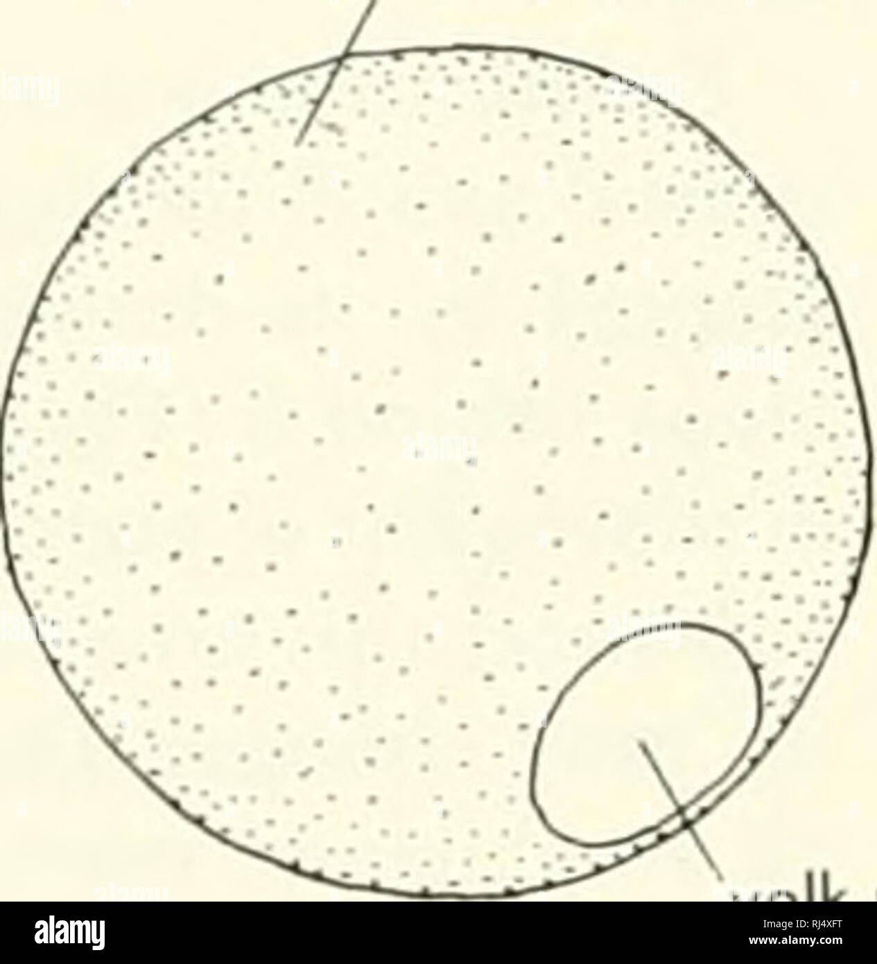 Yolk plug hi-res stock photography and images - Alamy