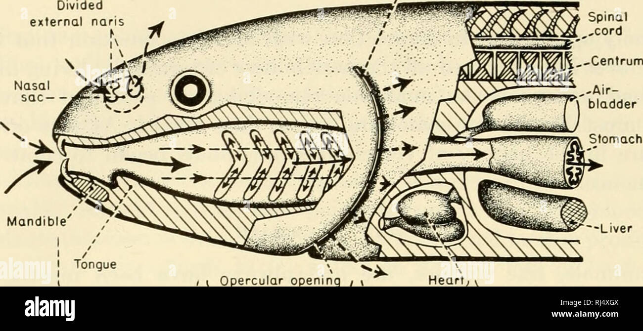 . The chordates. Chordata. Opercular opening. Opercular opening Mouth ...
