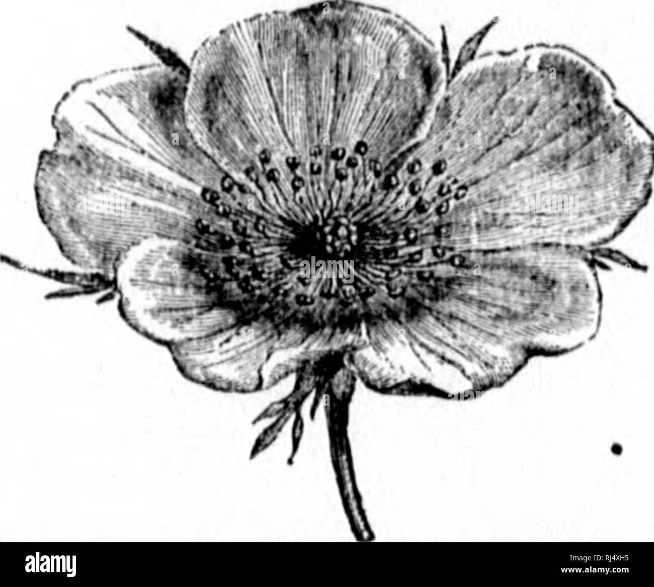 Polypetalous High Resolution Stock Photography and Images - Alamy