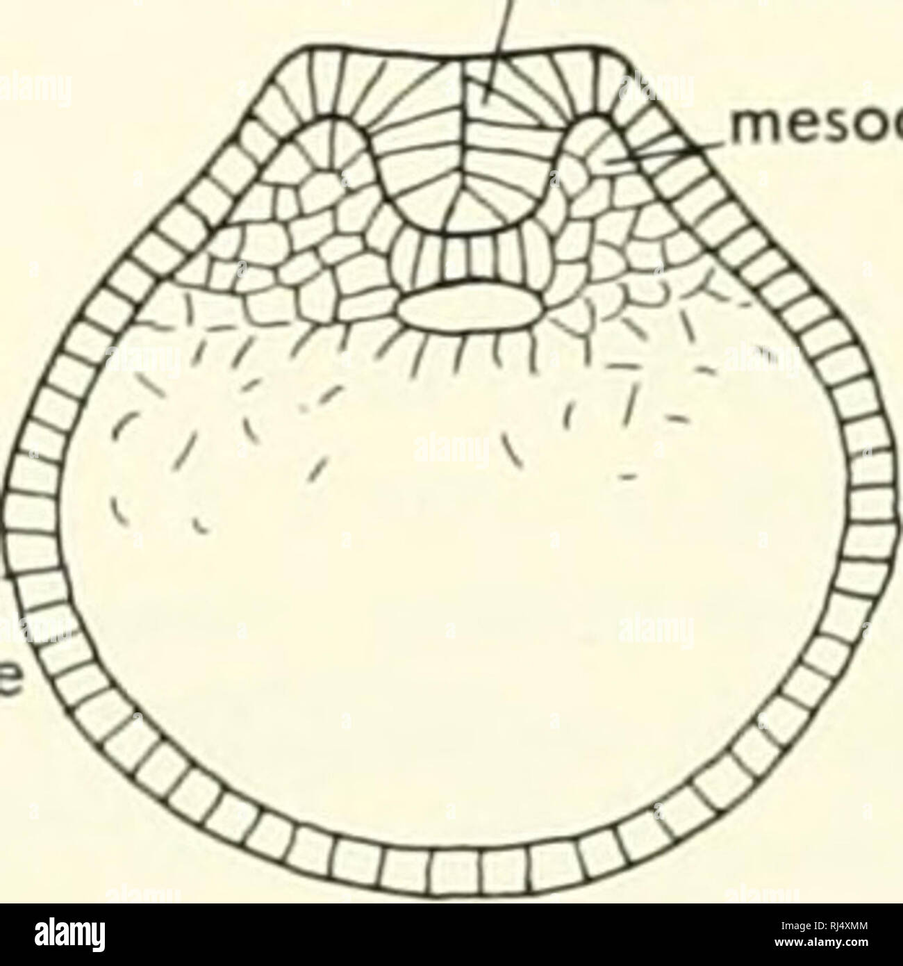 Neurula hi-res stock photography and images - Alamy