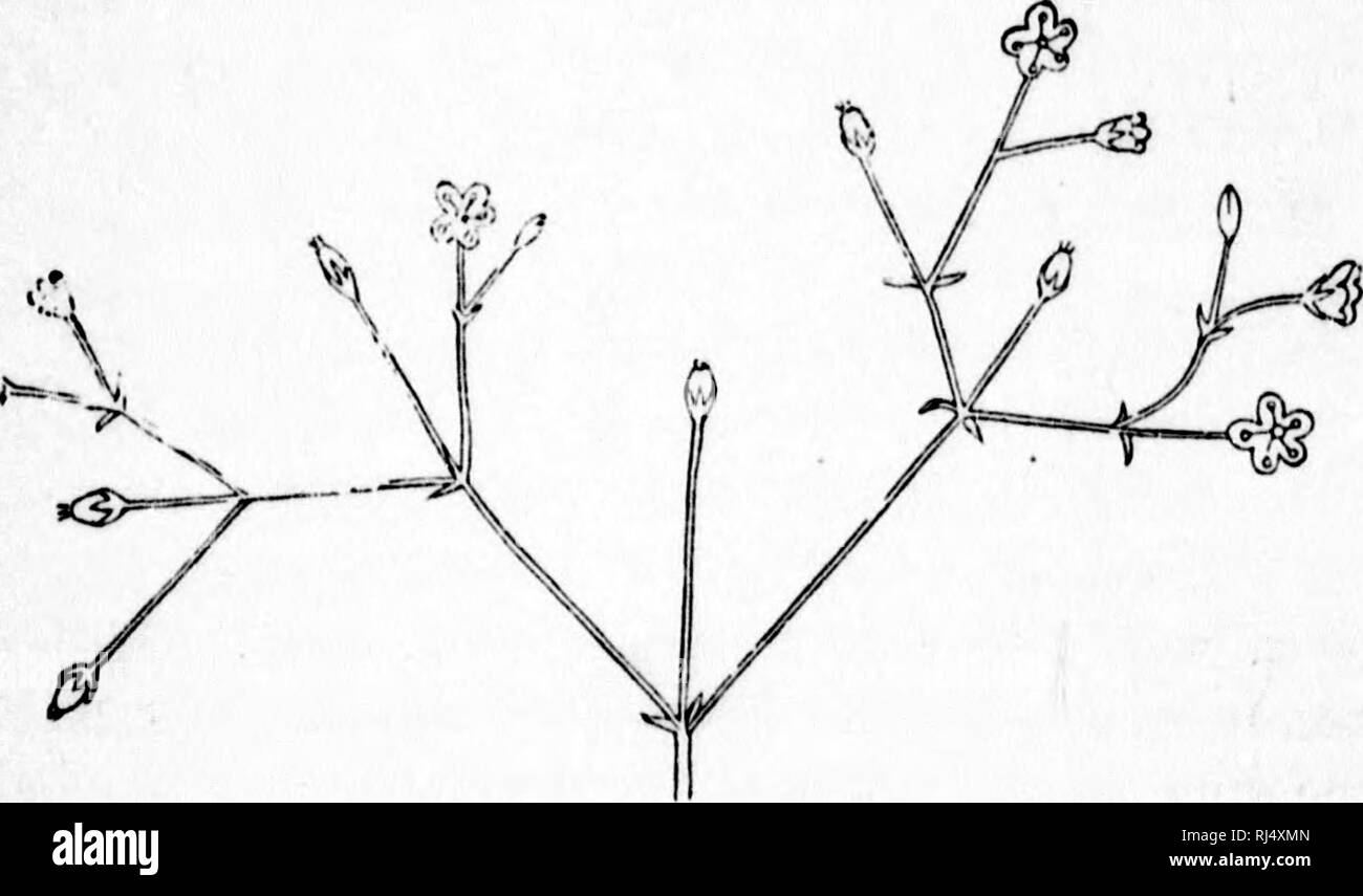 Grape cluster papers hi-res stock photography and images - Alamy