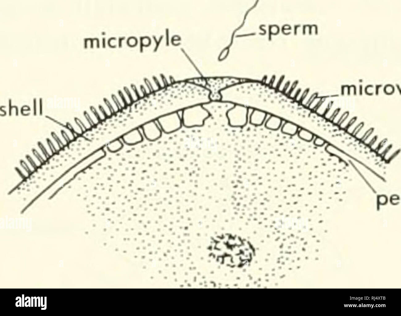 . Chordate morphology. Morphology (Animals); Chordata. Lamprey The egg ...