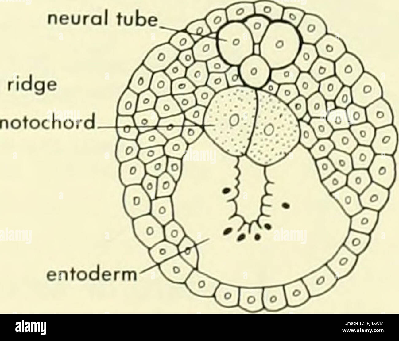 Neural Tube Stock Photos & Neural Tube Stock Images - Alamy