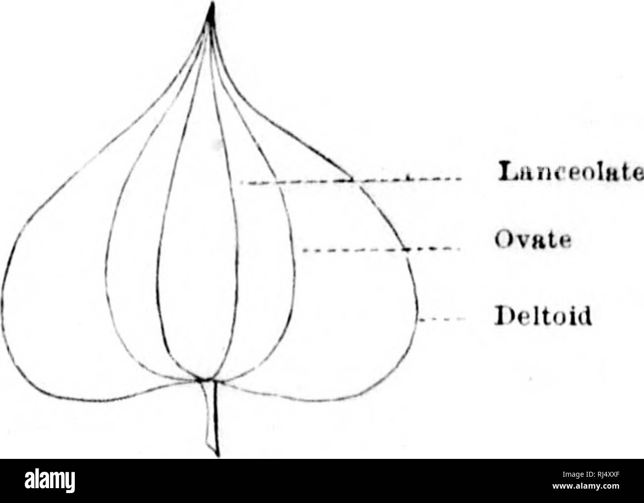 Oval leaf forms Black and White Stock Photos & Images - Alamy