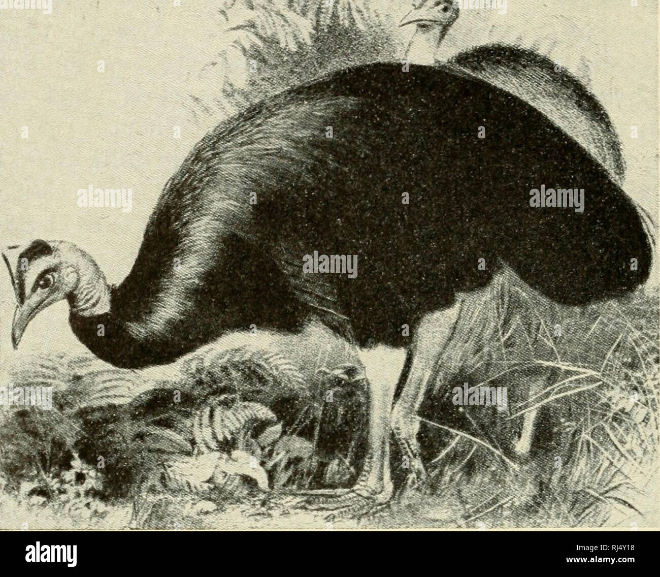 Bennetts cassowary casuarius bennetti hi-res stock photography and ...