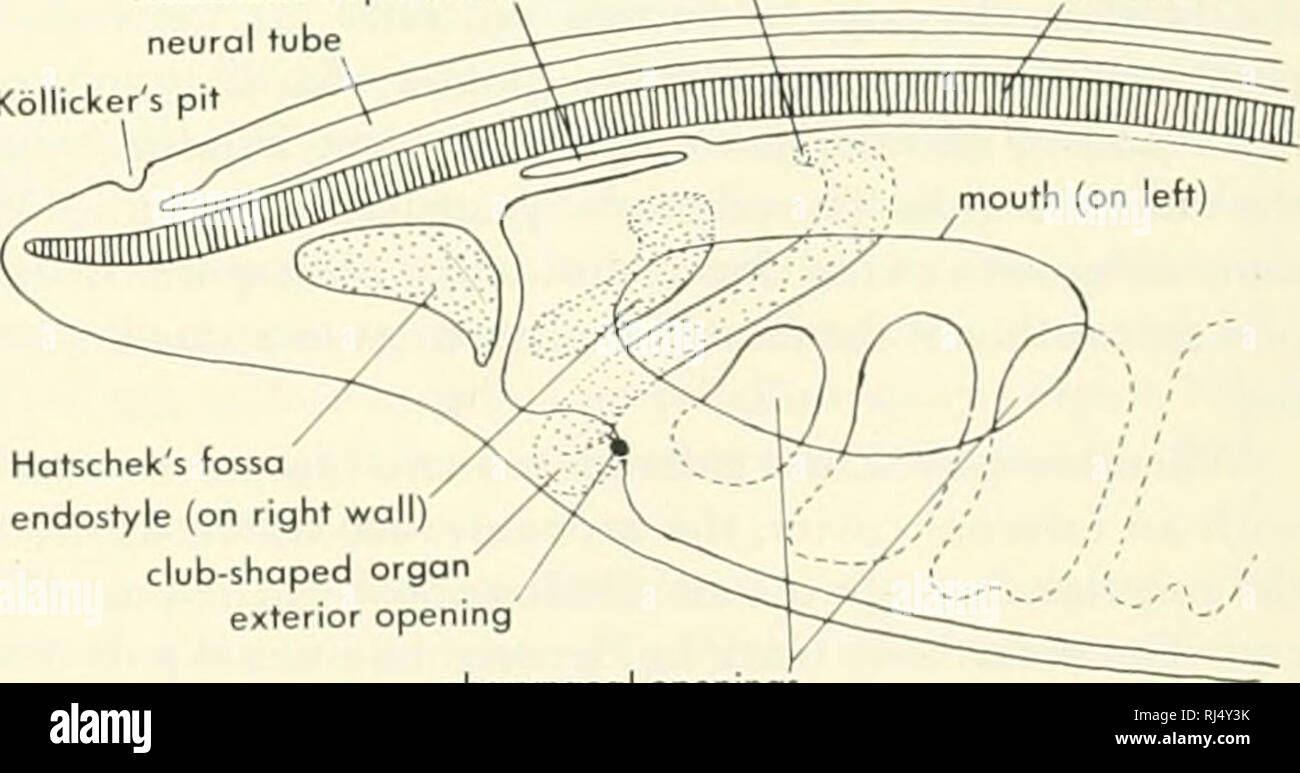 . Chordate morphology. Morphology (Animals); Chordata. neural canal new ...