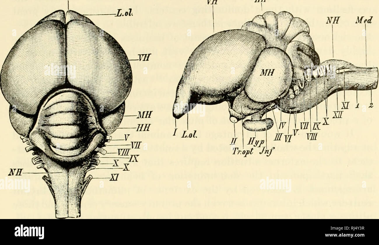 . The chordates. Chordata. A. Sauropsida: Class Aves B. „„ ffff 535 ...