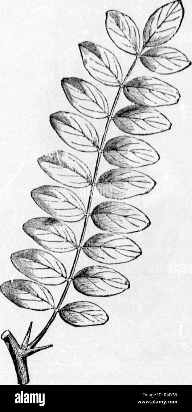 Flo jo Black and White Stock Photos & Images - Alamy