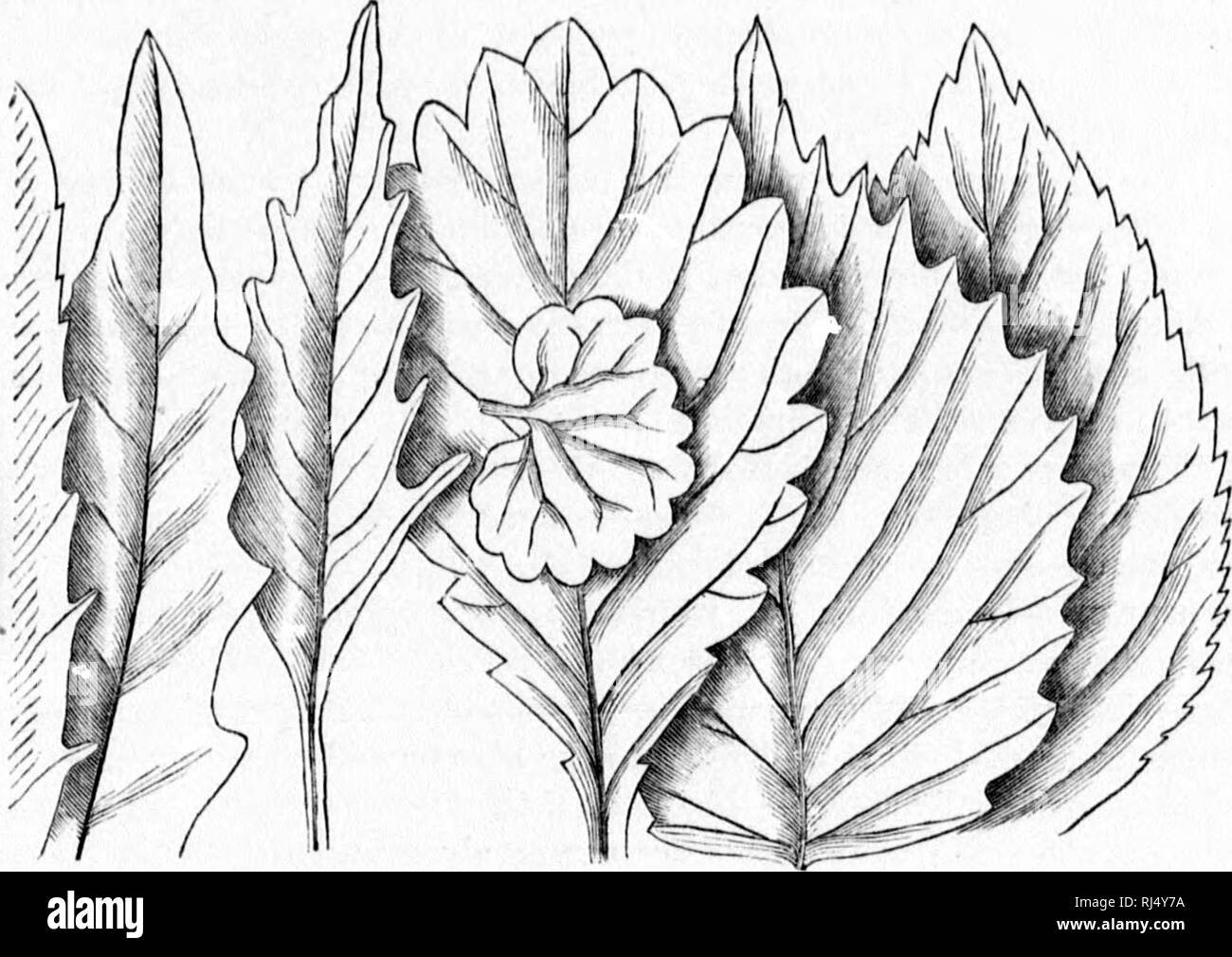 Palmate leaf venation hi-res stock photography and images - Alamy