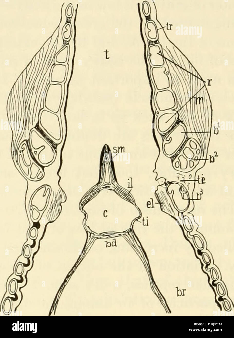 . The chordates. Chordata. J26 Comparative Morphology of Chordates ened ...