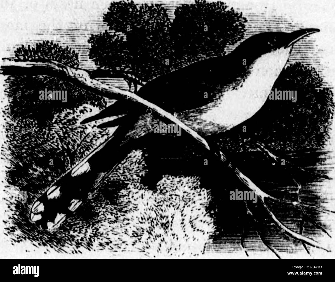 Coccyzus genus hi-res stock photography and images - Alamy