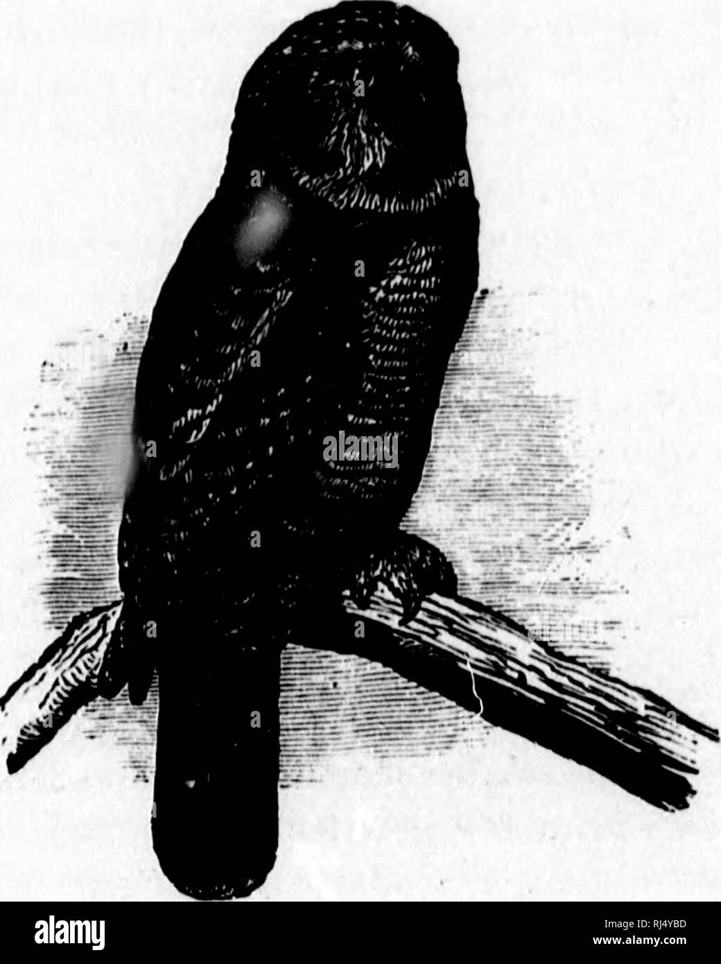 Mull bird species Black and White Stock Photos & Images - Alamy