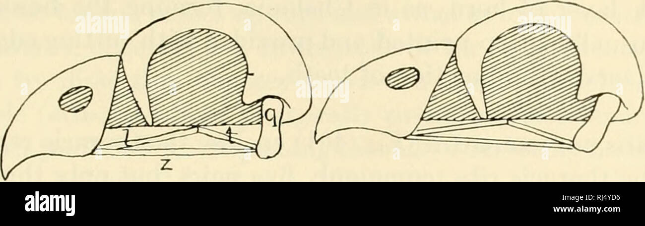 . The chordates. Chordata. Sauropsida: Class Ave6 517. Fig. 406 ...