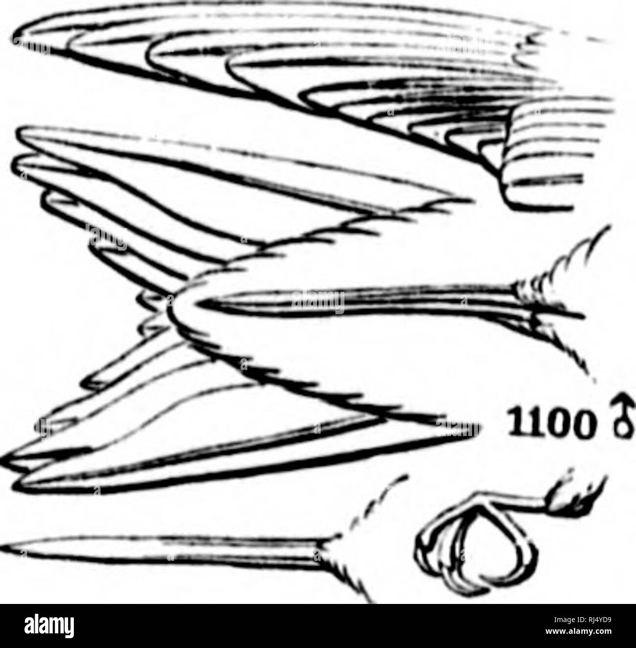 Notched tail Black and White Stock Photos & Images - Alamy