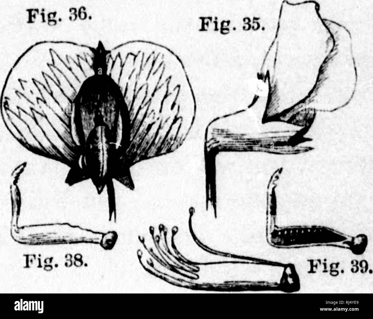 . The elements of structural botany [microform] : with special ...