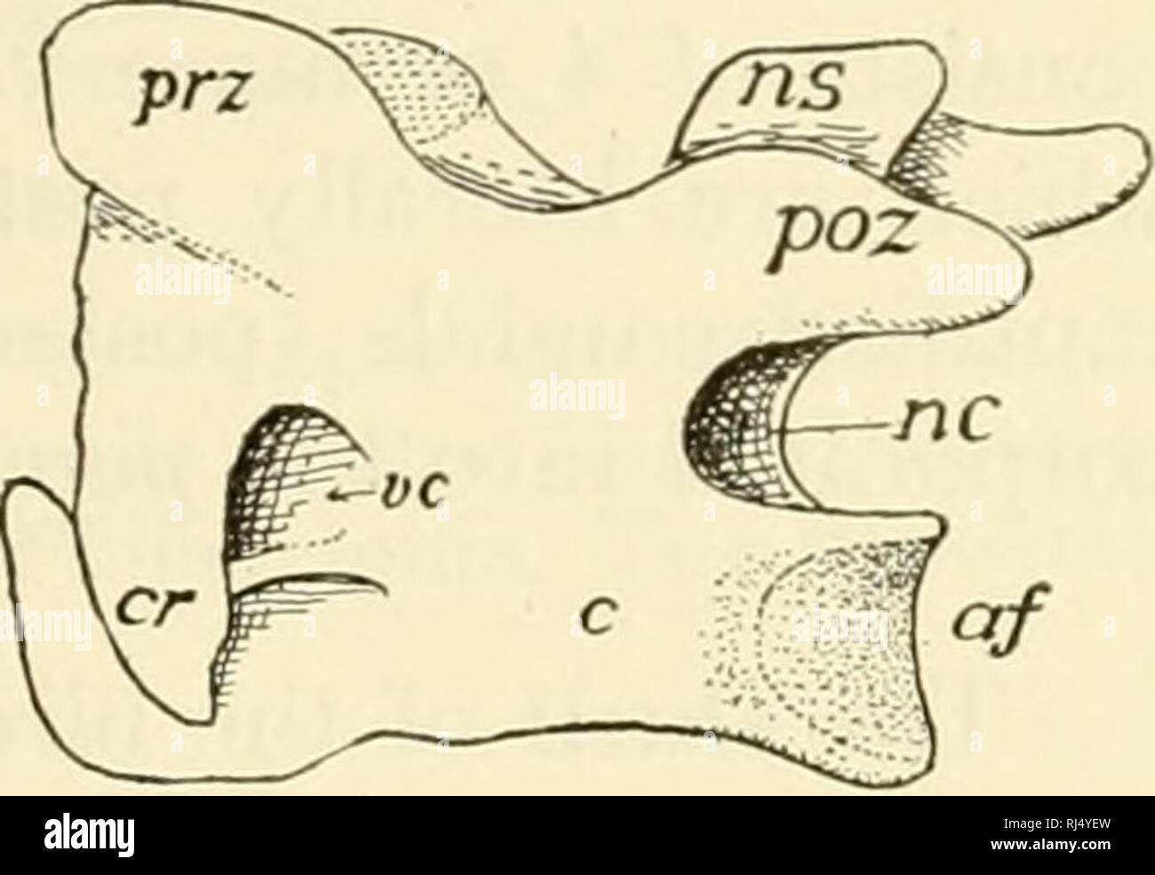 . The chordates. Chordata. Sauropsida: Class Aves 515. Fig. 401 ...