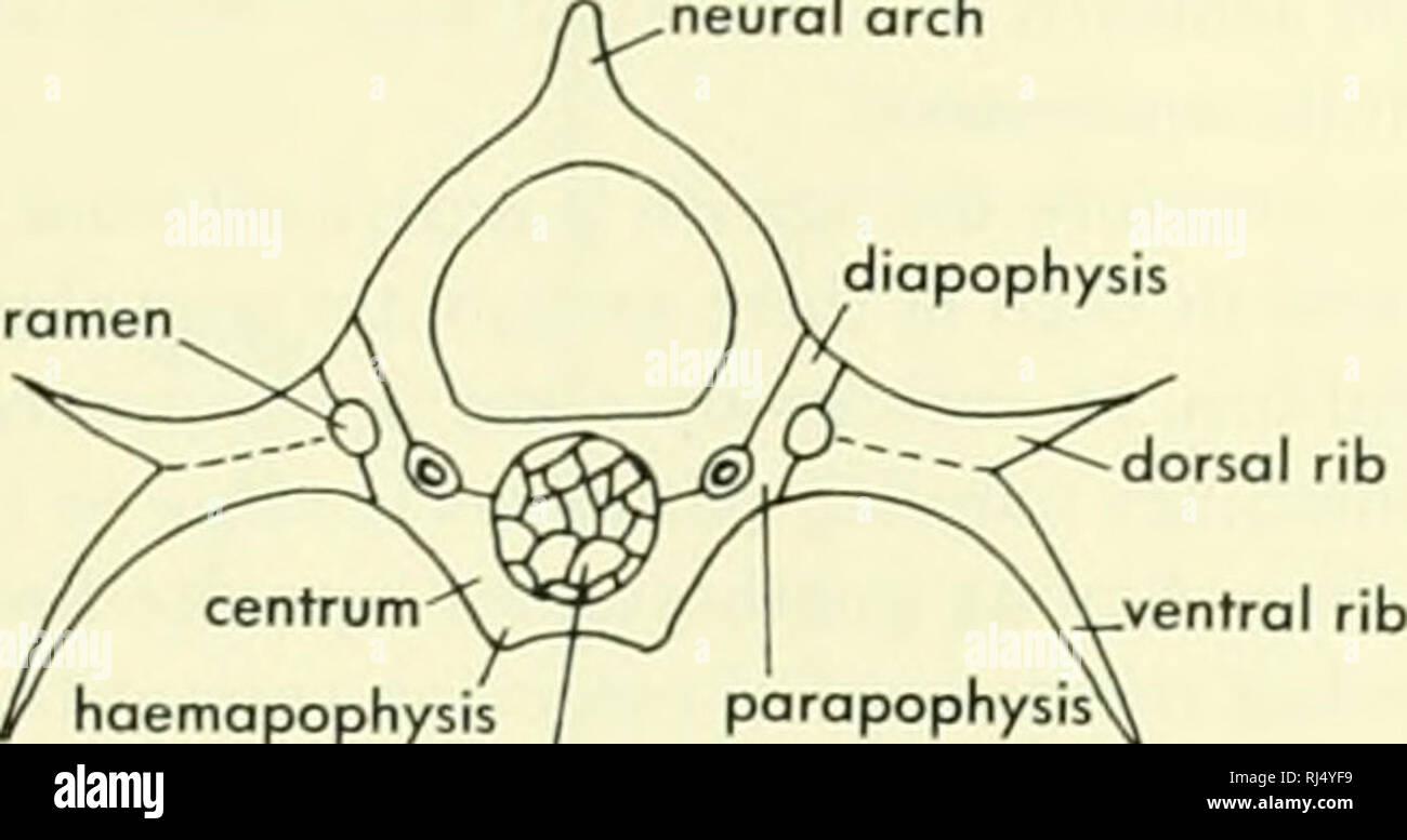 . Chordate morphology. Morphology (Animals); Chordata. neural arch ...