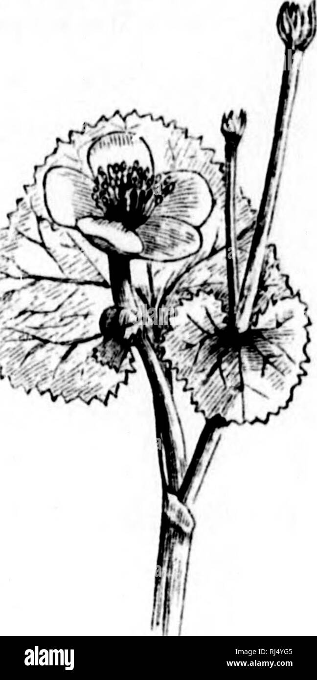 . The elements of structural botany [microform] : with special ...