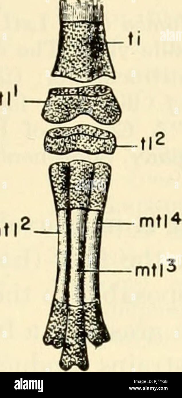 . The chordates. Chordata. hd Sauropsida: Class Aves .If 513 ti.ls. -ts ...