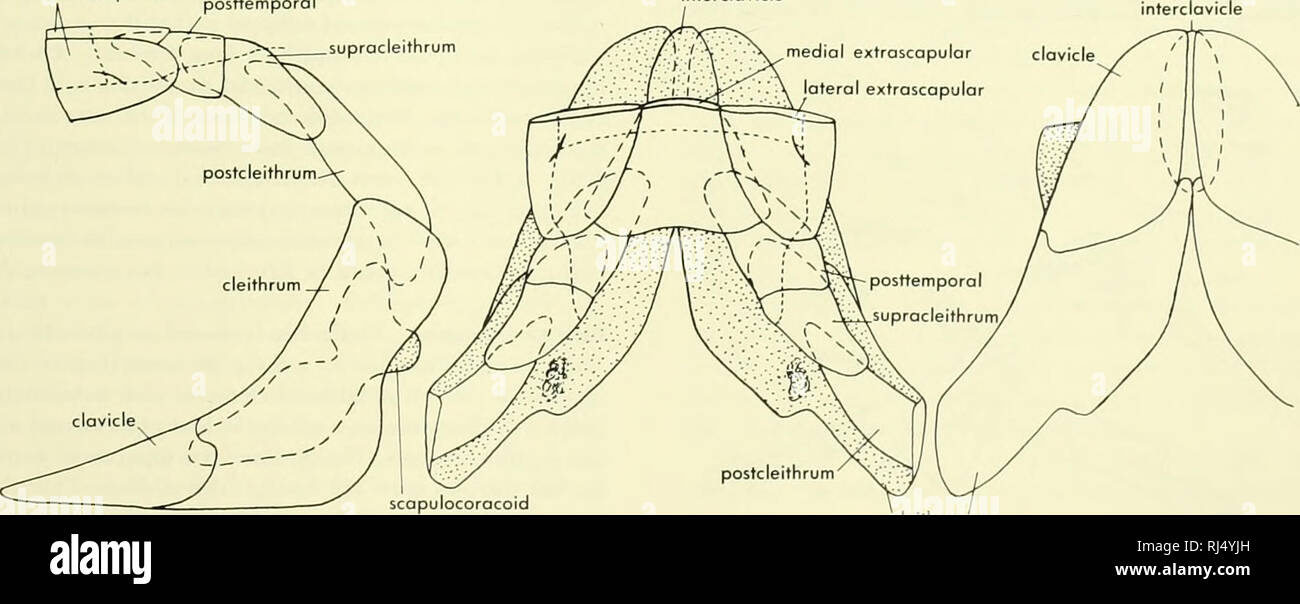 . Chordate morphology. Morphology (Animals); Chordata. Figure 6-56 ...