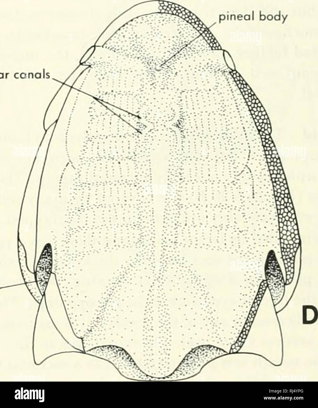 . Chordate morphology. Morphology (Animals); Chordata. cornual plate ...