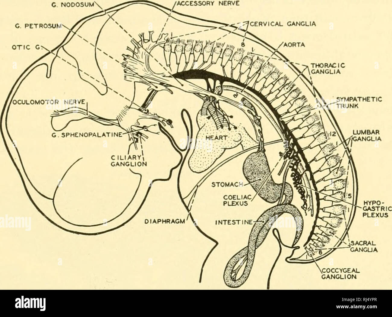 . Chordate anatomy. Chordata; Anatomy, Comparative. THE NERVOUS SYSTEM ...