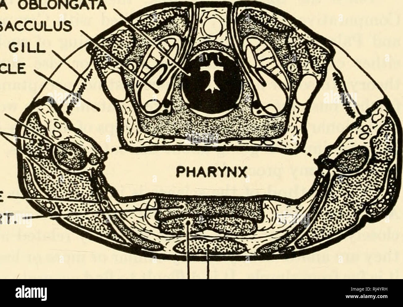 . The chordates. Chordata. MOUTH FIN MEDULLA OBLONGATA SACCULUS ...