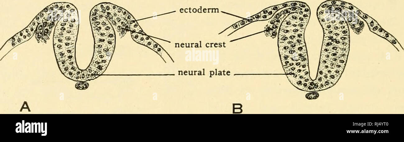 . Chordate anatomy. Chordata; Anatomy, Comparative. 388 CHORDATE ...