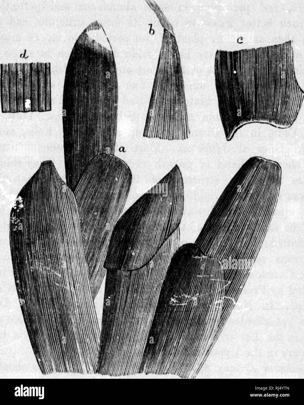 Hyton hi-res stock photography and images - Alamy