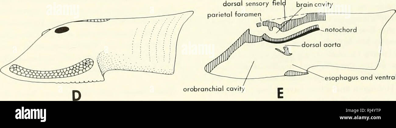 . Chordate morphology. Morphology (Animals); Chordata. aortic arch (4 ...