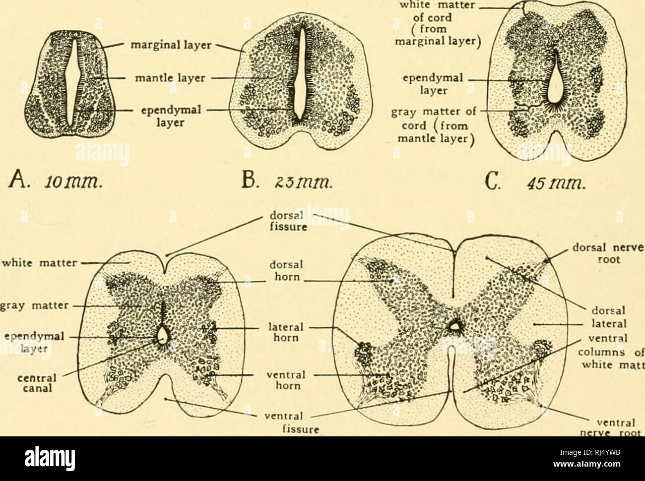 . Chordate anatomy. Chordata; Anatomy, Comparative. 386 CHORDATE ...