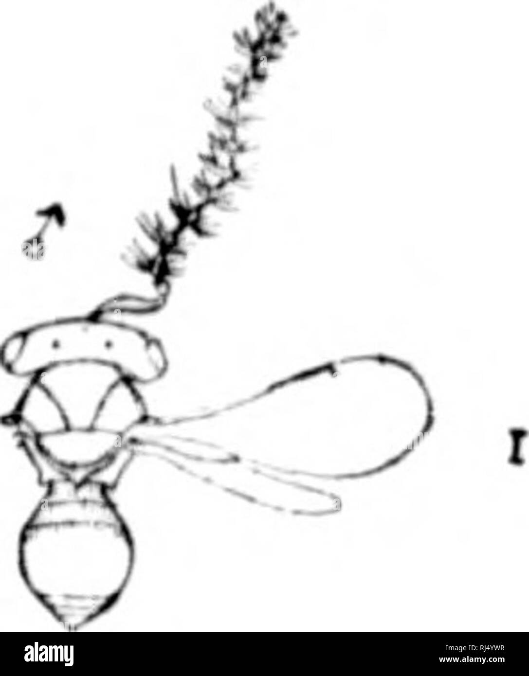 Proctotrypidae hi-res stock photography and images - Alamy