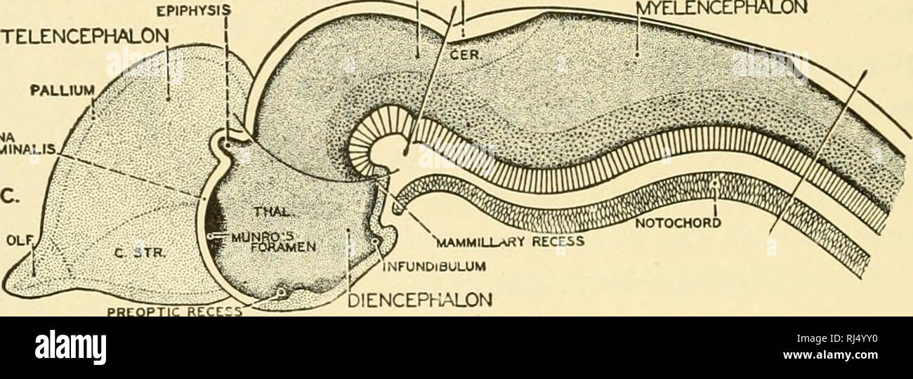 Myelencephalon