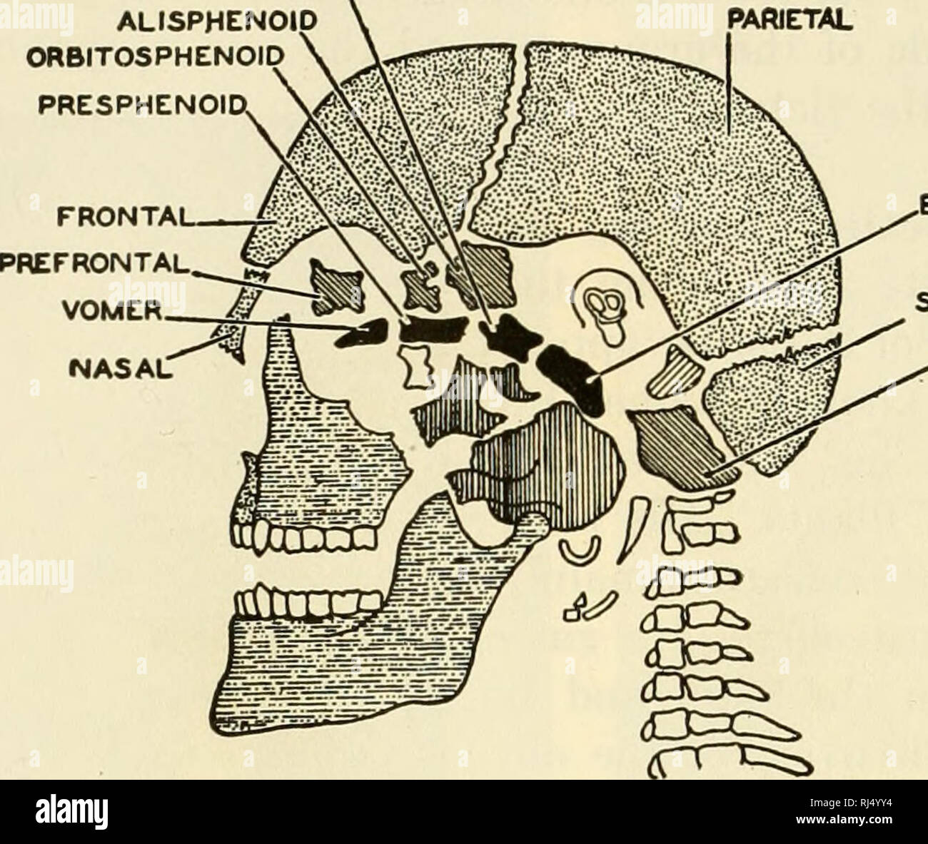 . The chordates. Chordata. 344 Comparative Anatomy—Its History, Aim ...