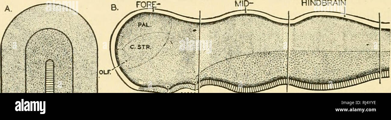 . Chordate anatomy. Chordata; Anatomy, Comparative. 384 CHORDATE ...