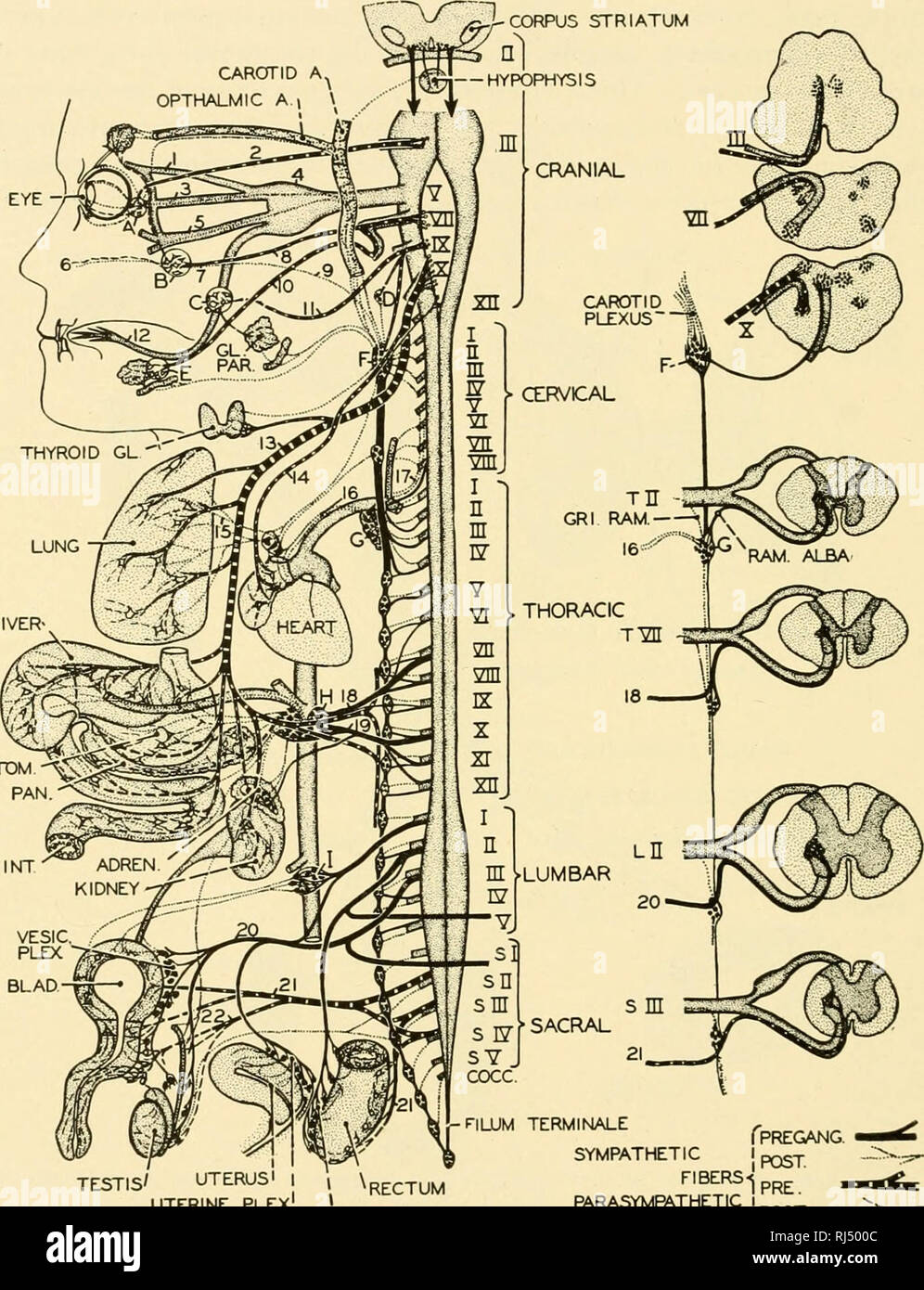 . Chordate anatomy. Chordata; Anatomy, Comparative. 38o CHORDATE ...