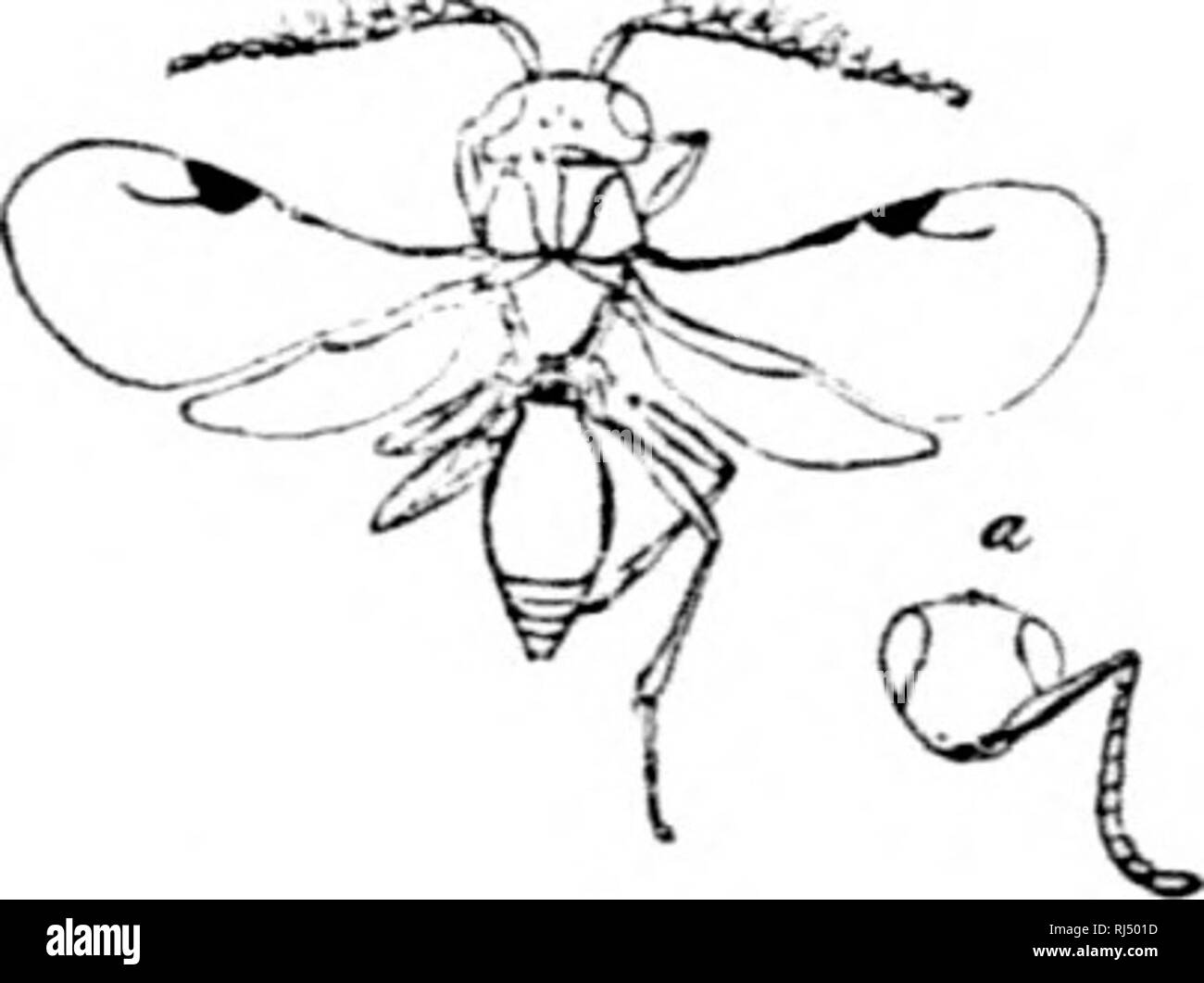 Proctotrypidae hi-res stock photography and images - Alamy