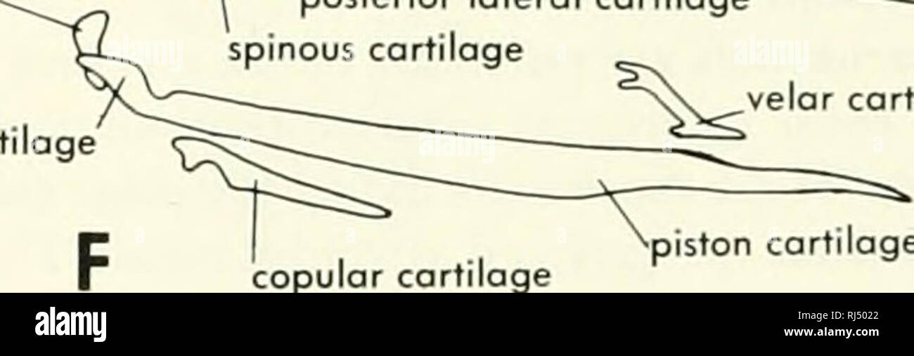 . Chordate morphology. Morphology (Animals); Chordata. anterior lateral ...