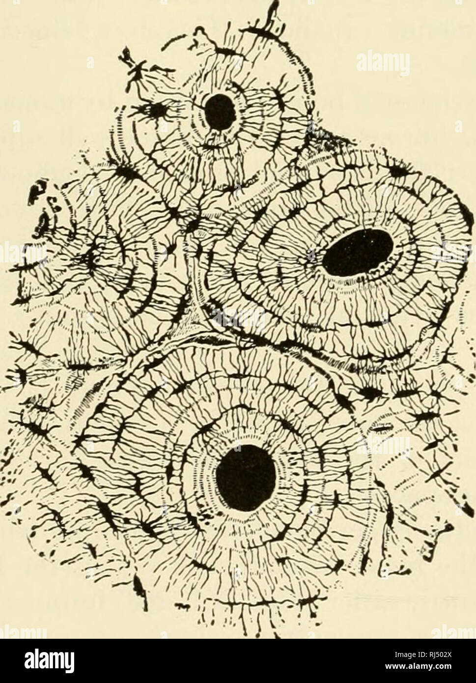 Central Haversian Canal