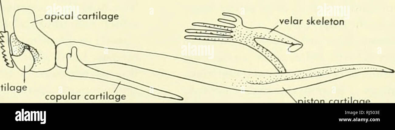 . Chordate morphology. Morphology (Animals); Chordata. backward from ...