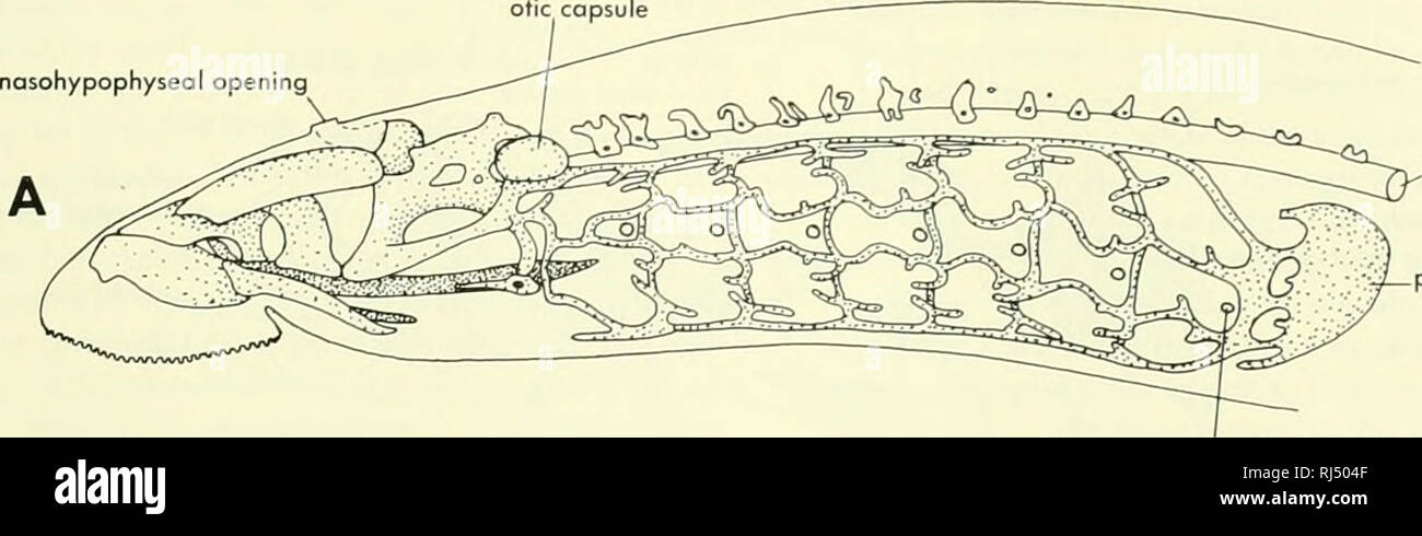 . Chordate morphology. Morphology (Animals); Chordata. otic capsule ...