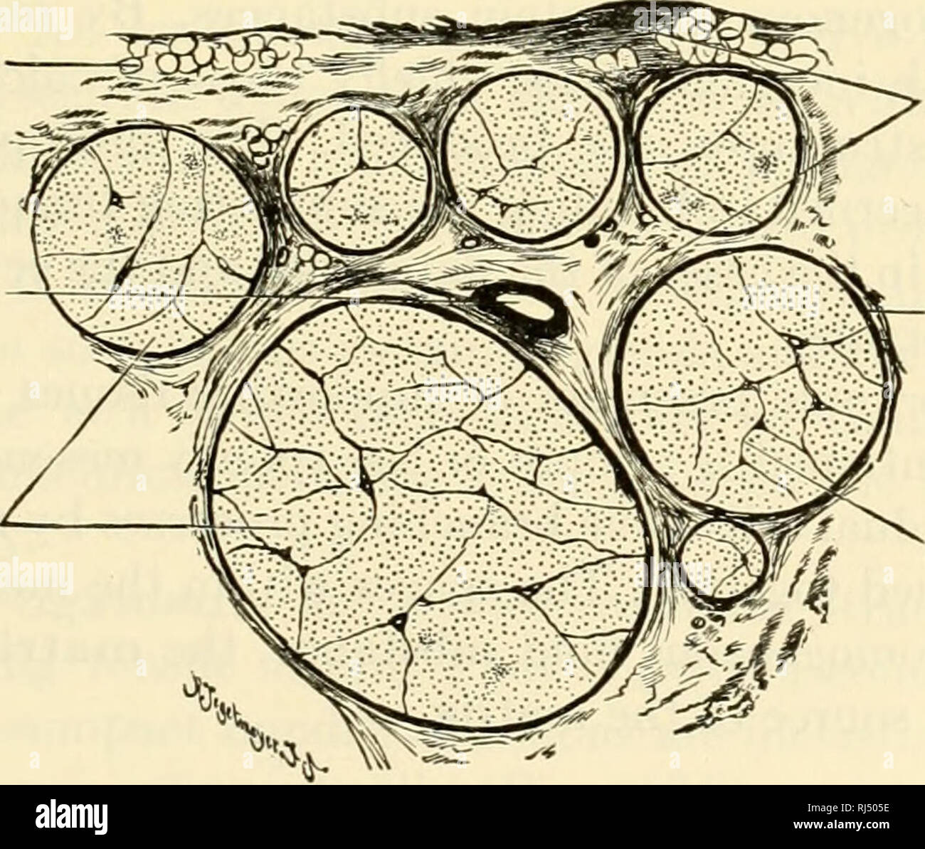 Neuraxon High Resolution Stock Photography and Images - Alamy