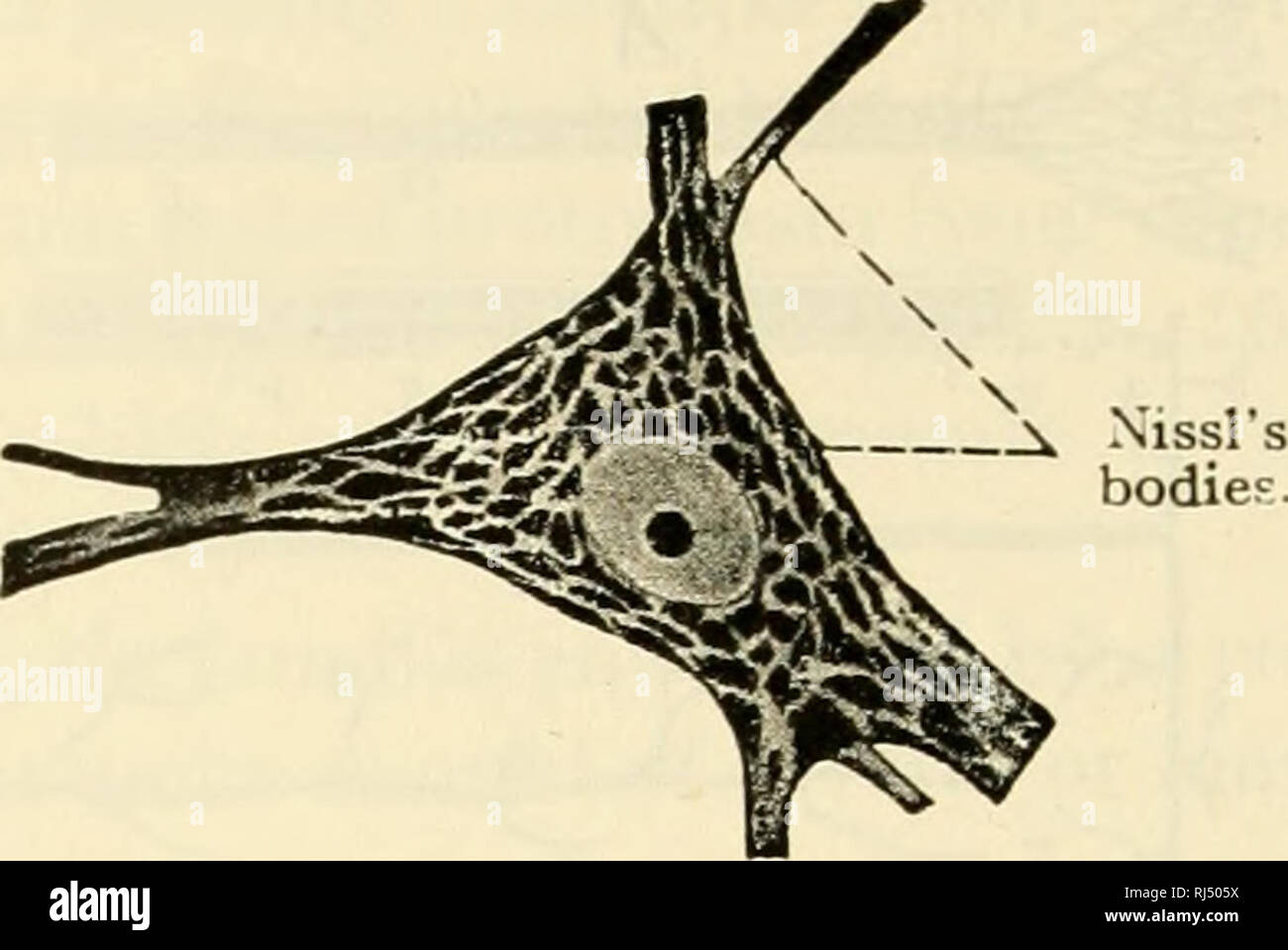 . The chordates. Chordata. Fig. 260 (Left). Diagram showing how an ...