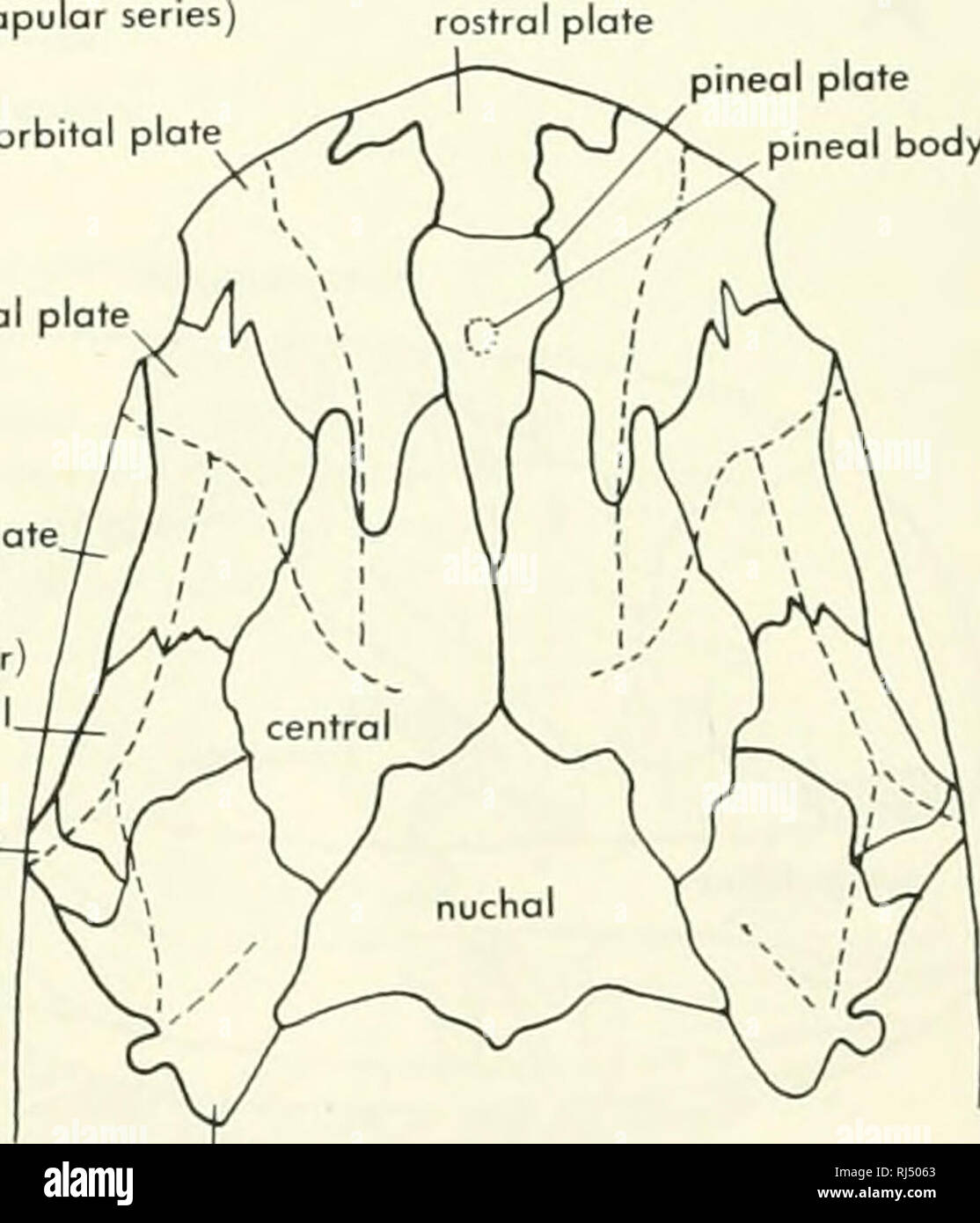 . Chordate morphology. Morphology (Animals); Chordata. (extrascapular ...