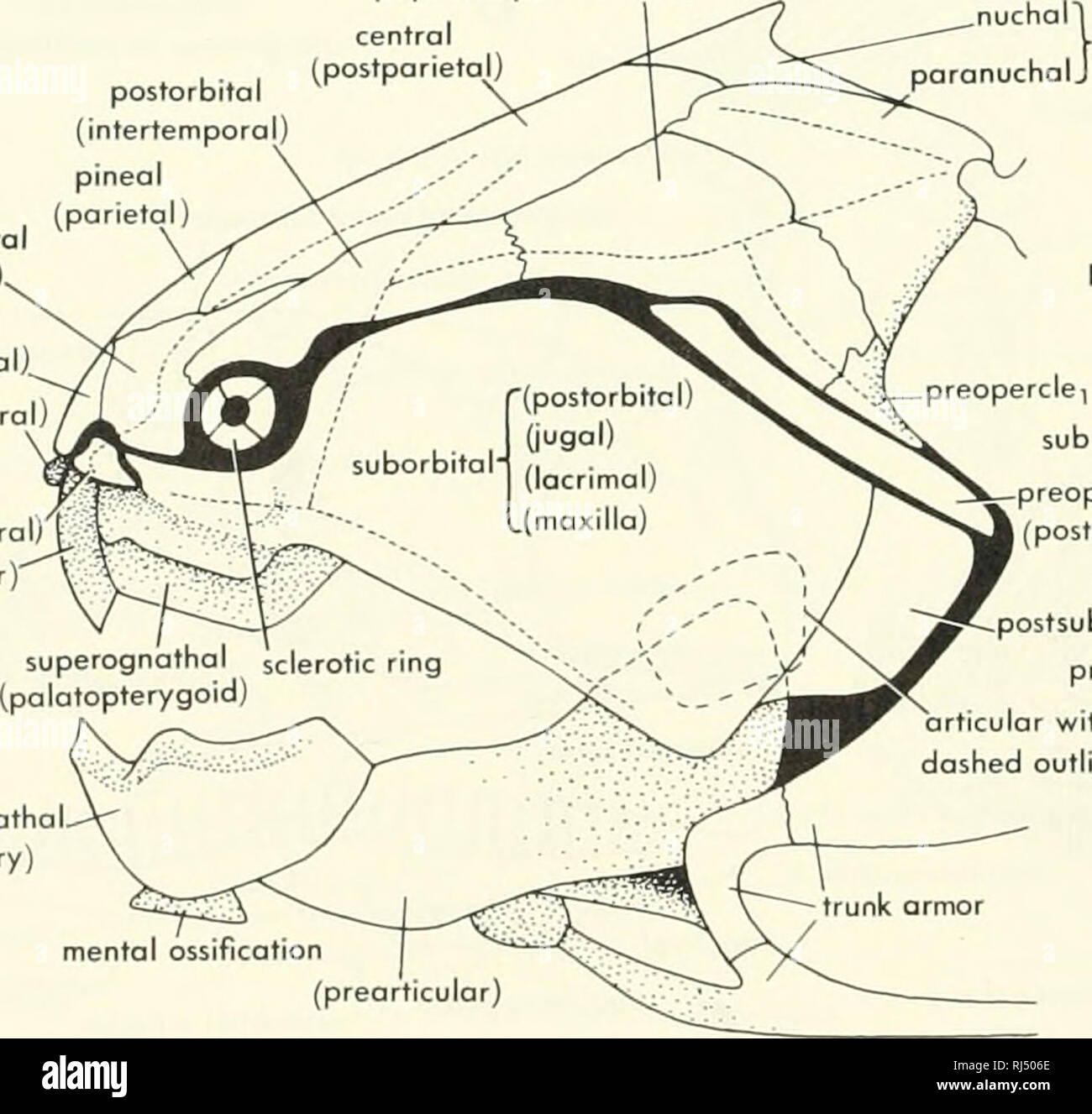 Laterally Compressed High Resolution Stock Photography and Images - Alamy